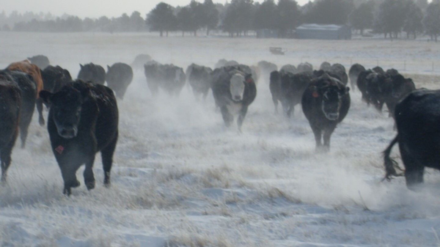 Cattle Futures, Beef Prices Soar After Blizzard Clobbers Midwest