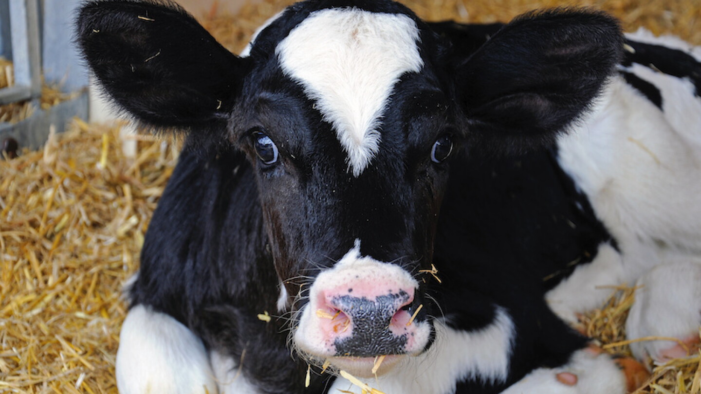 4 Tips for Assessing Hydration Status in Calves - Bovine Vet