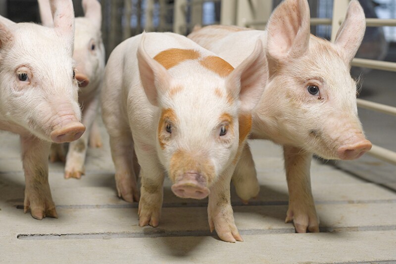 Producing a Quality Weaned Pig: Focus on Health