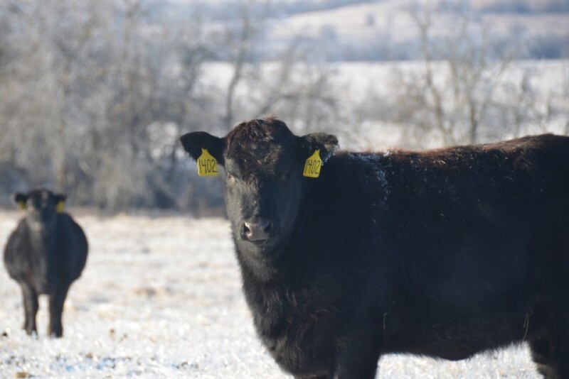 Tips To Successfully Control Cattle Lice - Bovine Vet