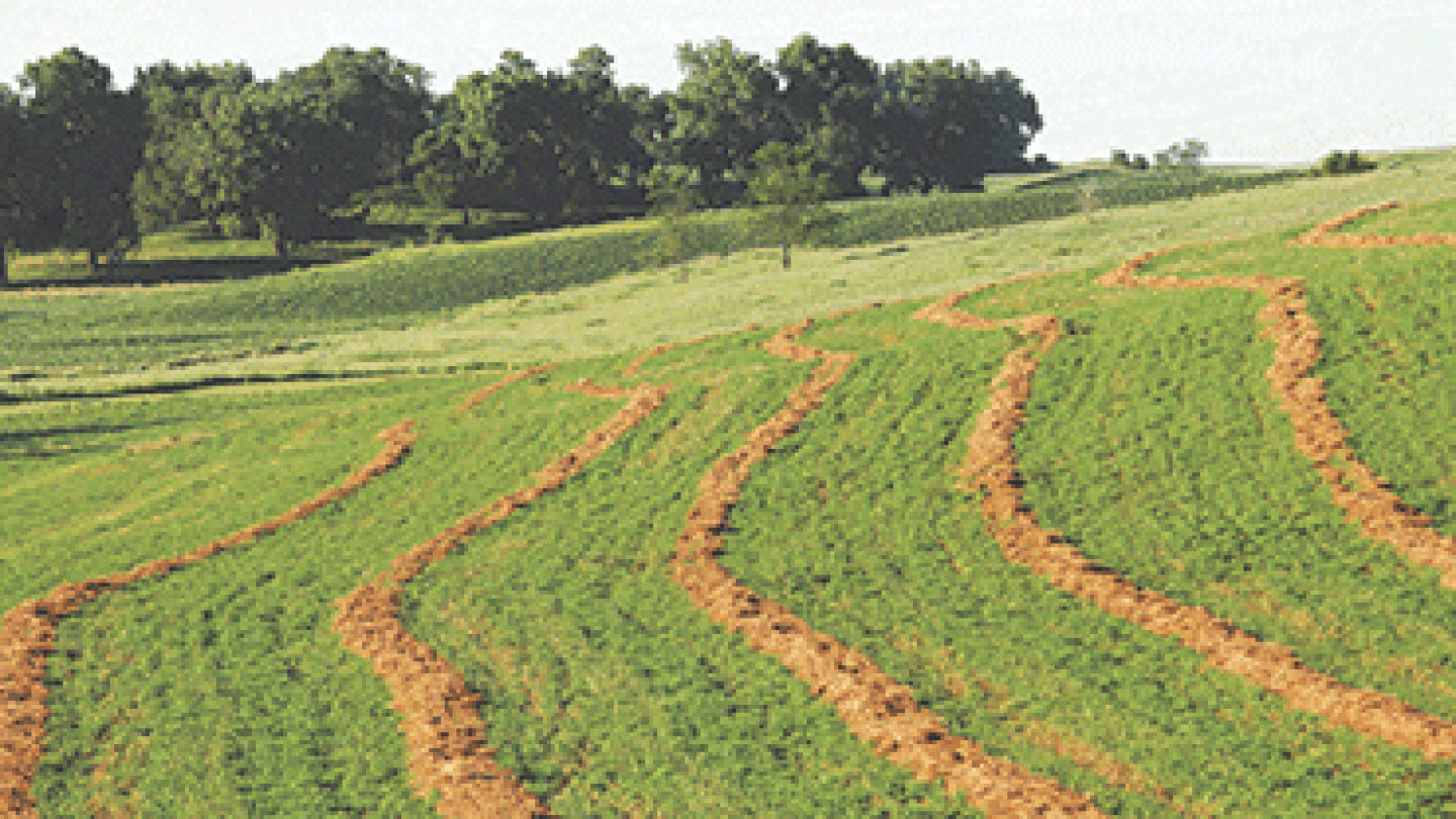 Rain Damaged Hay can be Costly for Farmers - AgWeb