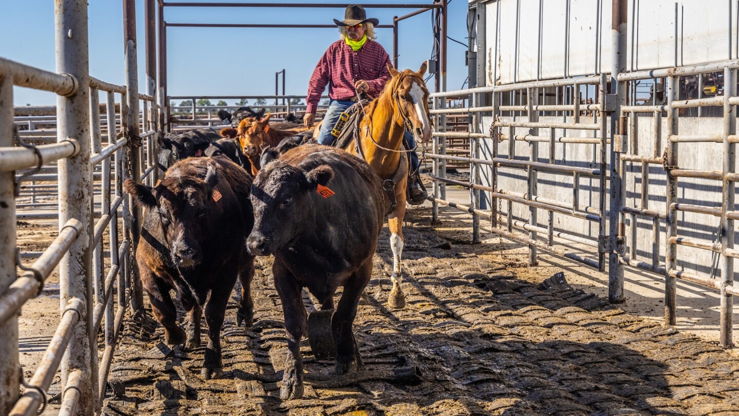 Elanco Enhances PenPoint™ Offering for Feedyards - Drovers