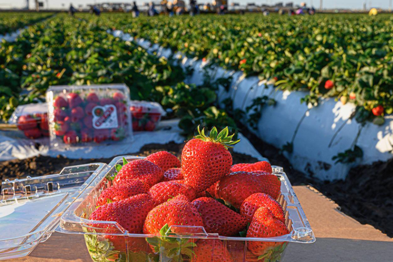 Rains hinder early season picking for Southern California strawberries ...