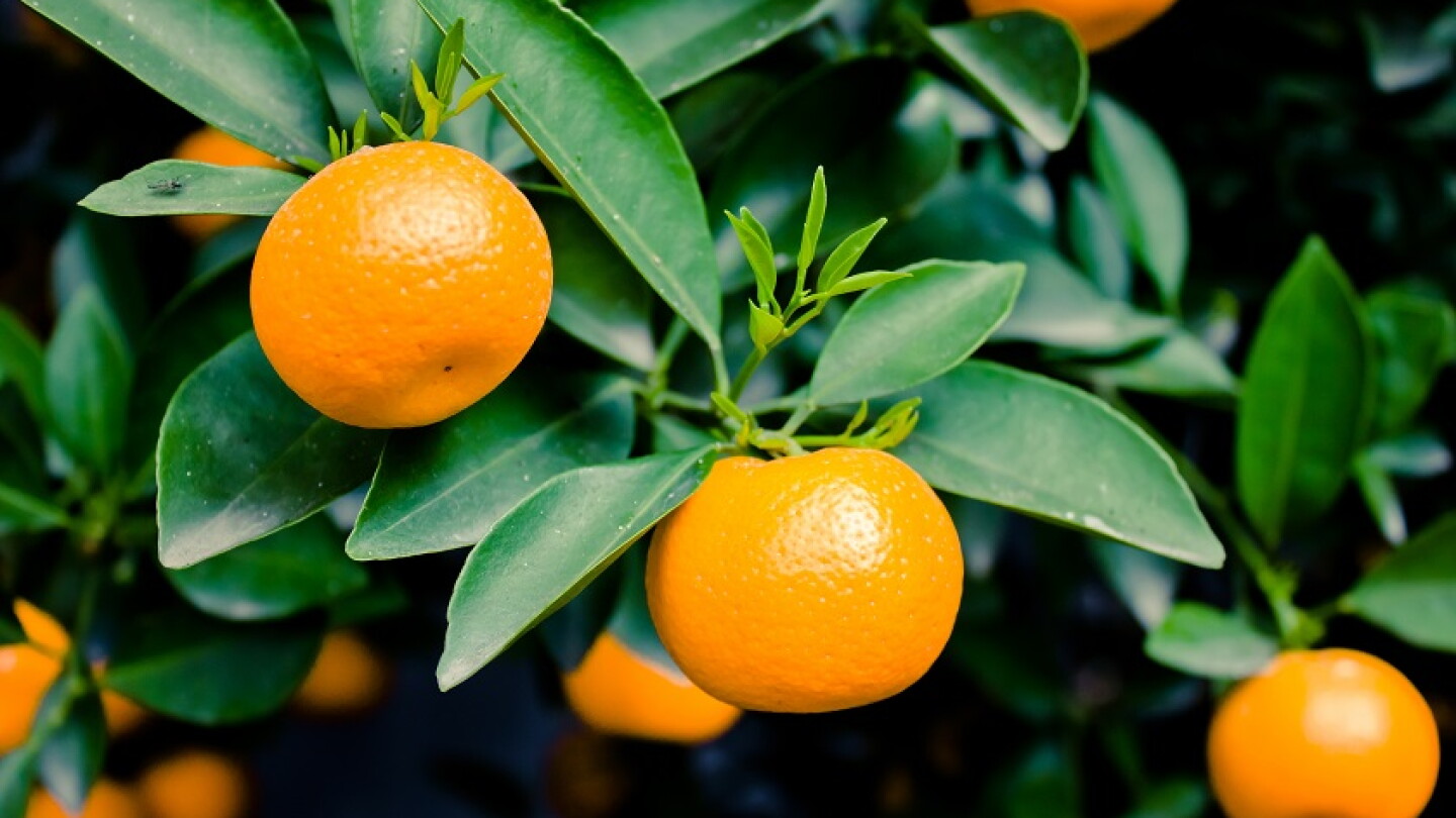 Bee Sweet Citrus expands with new mandarin facility - The Packer