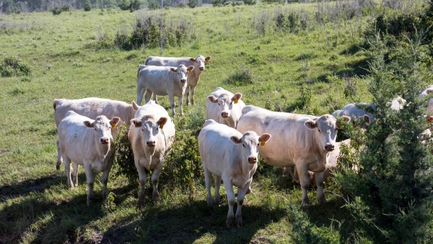 Establish a Complete Herd Health Plan