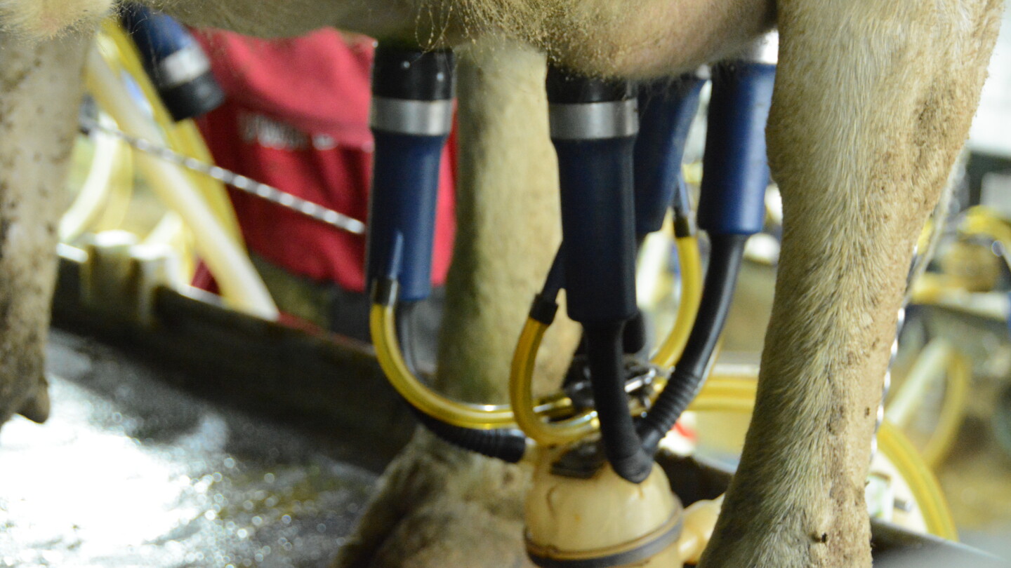 DHM How To: Properly Attach Milking Units - Dairy Herd