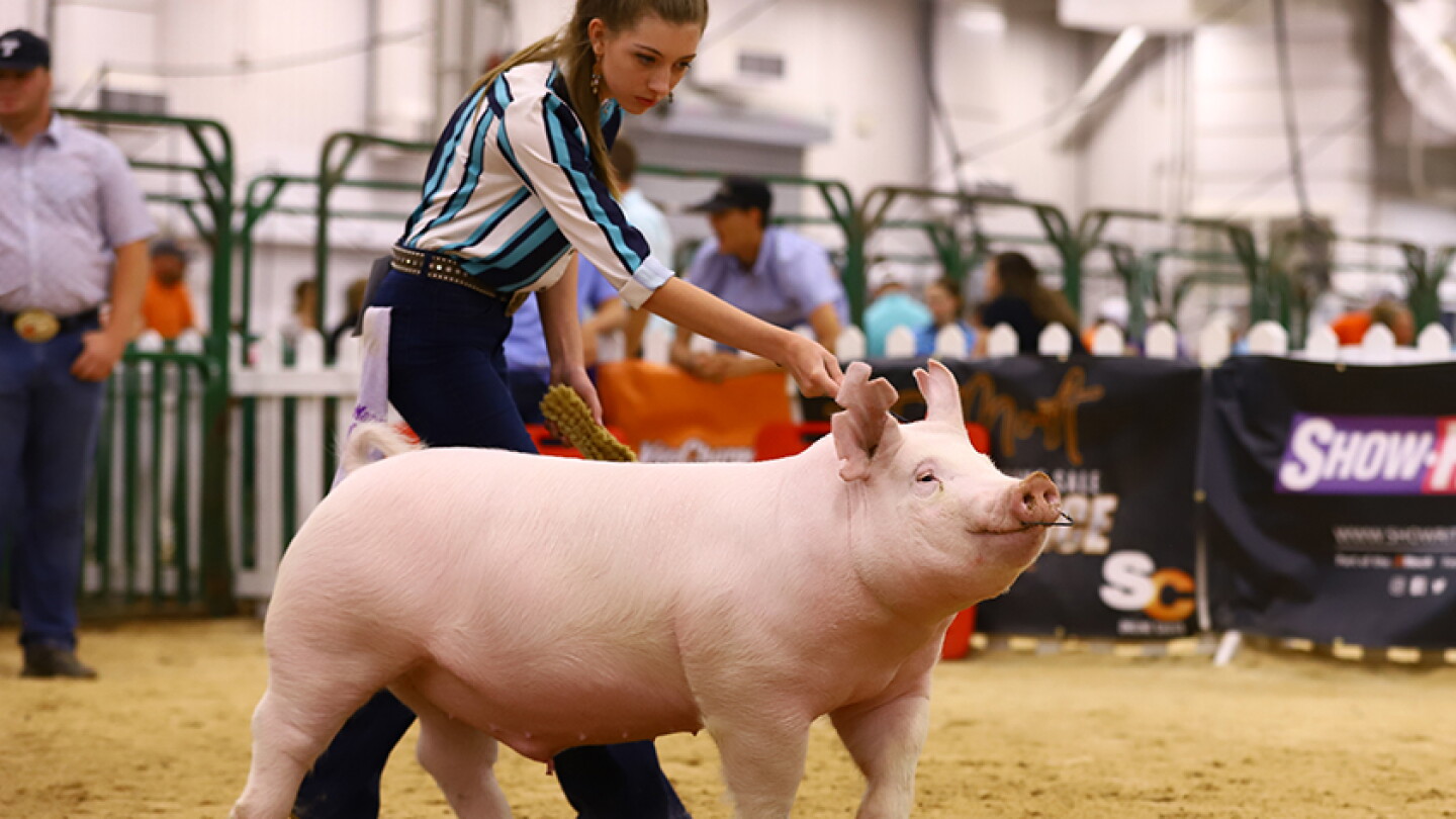 How to Keep Your Show Animals Healthy in the Fall - Pork Business