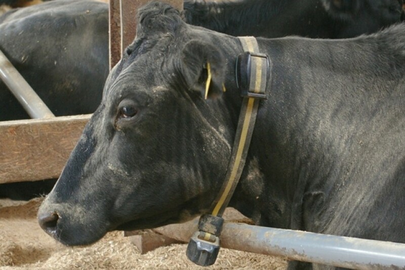 Choosing an Activity System for Your Dairy - Dairy Herd Management