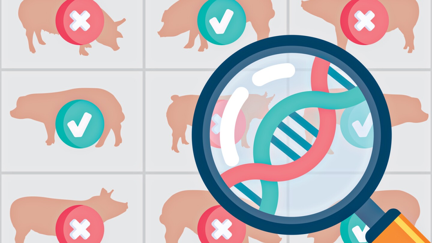 The Devil is in the Details: 4 Steps to Genetic Progress in Your Swine Herd