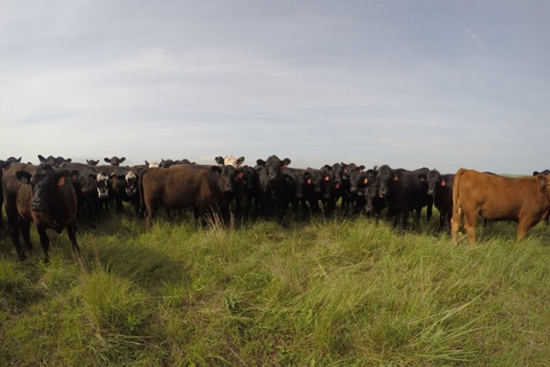 The "Positive Associative Effect" of High Protein Supplements