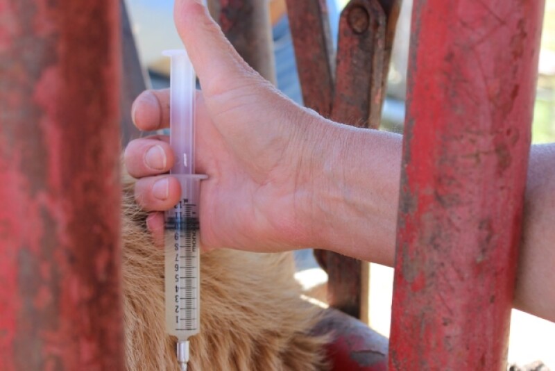 What Is the Best Needle Size to Use When Working Cattle? - Drovers