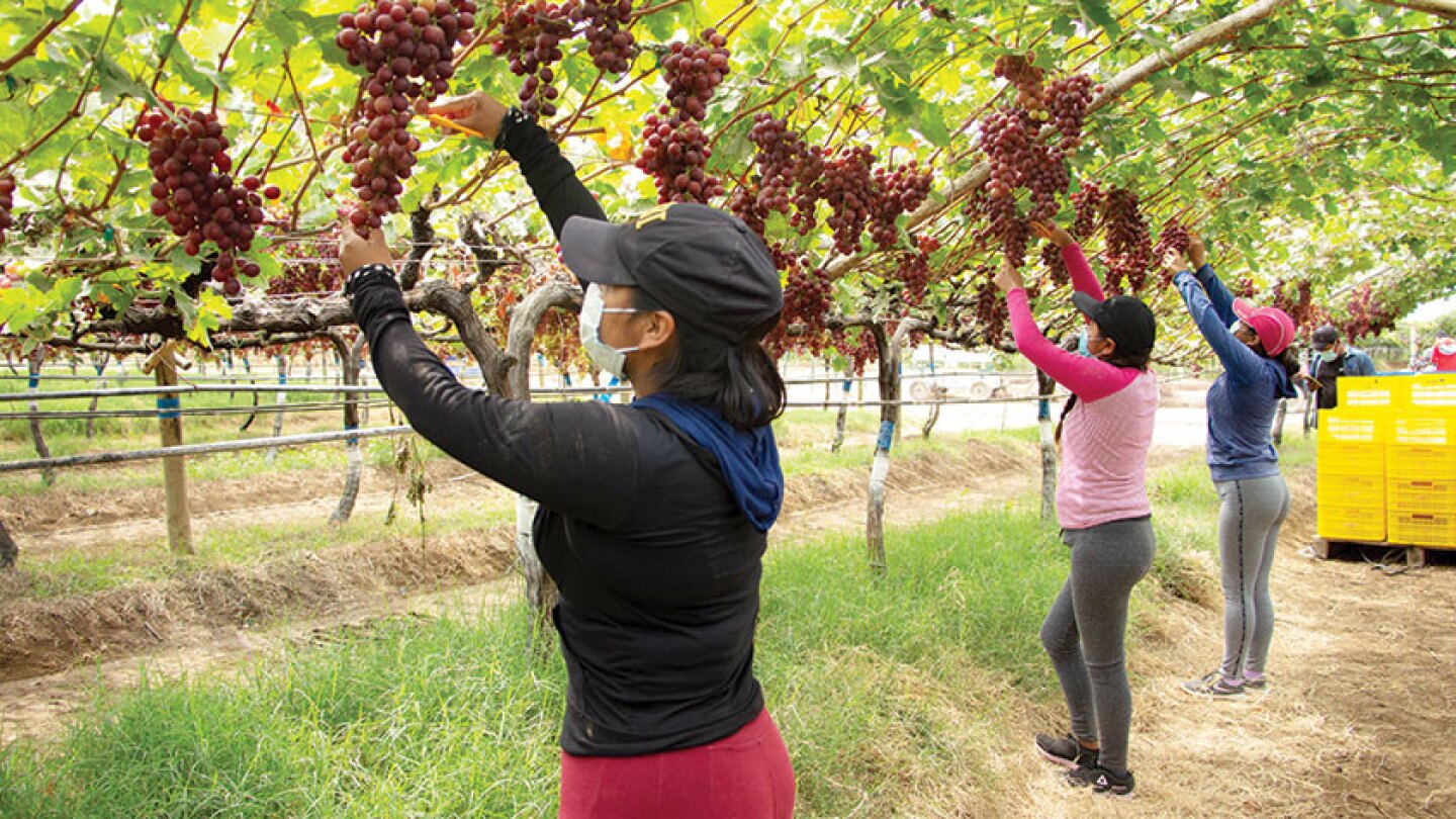 Peru grape exports expected to be up big in 2024-25, USDA says - The ...