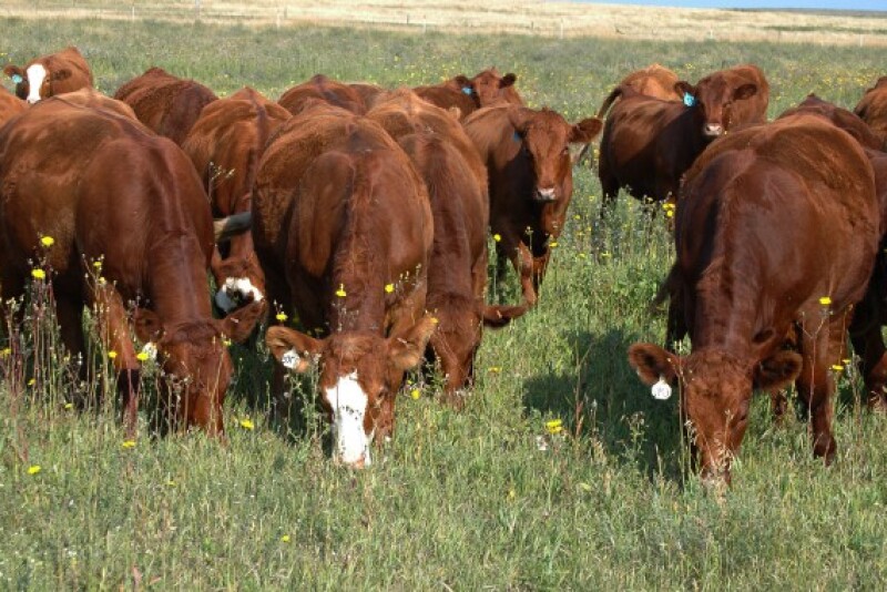 Breaking Down Methane in the Beef Industry - Drovers