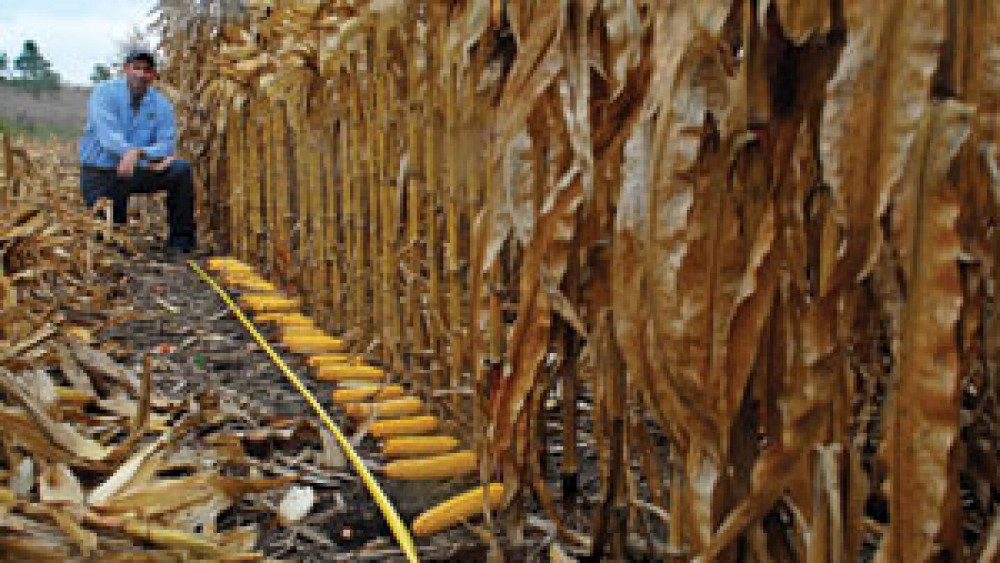 Corn Countdown - AgWeb