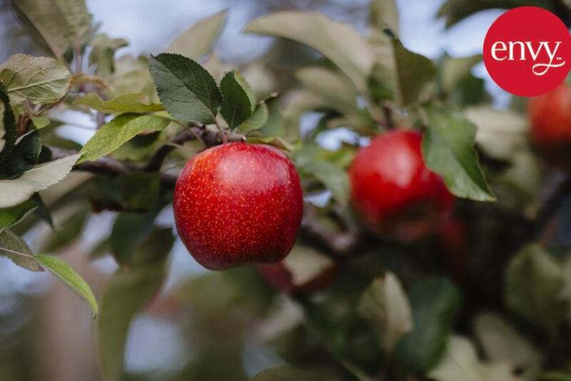Behind the brand: How Envy built an apple category success story - The Packer - Fruit and ...