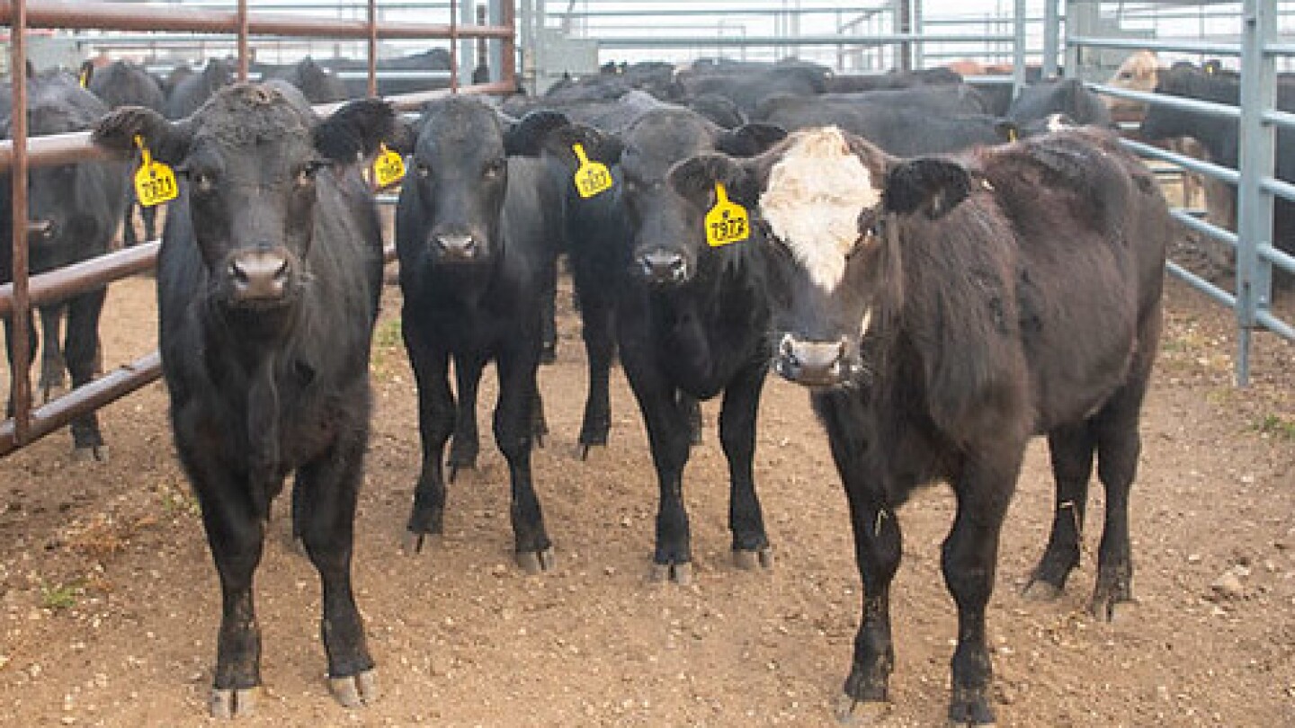 The Cost of Bulls in a Stocker Program During the Receiving Period