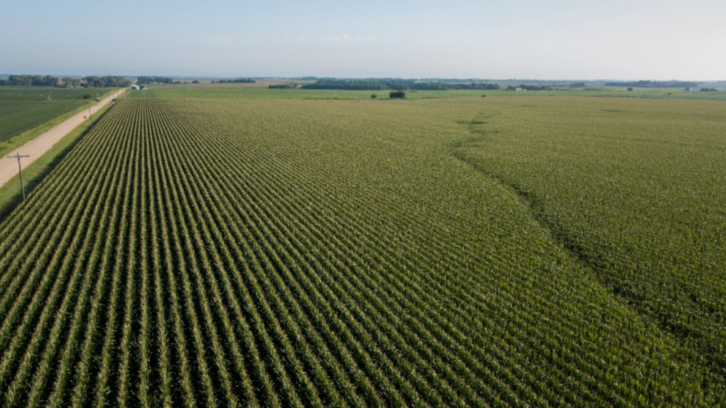 Scouts See Improved Crops as They Move Deeper Into The Corn Belt - AgWeb