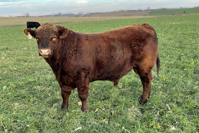 does a bull mate with a cow