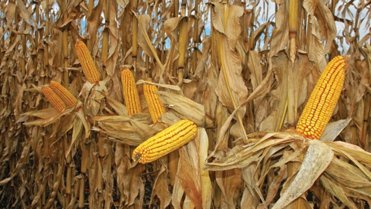 AgReliant Genetics Restructures Seed Brands - AgWeb