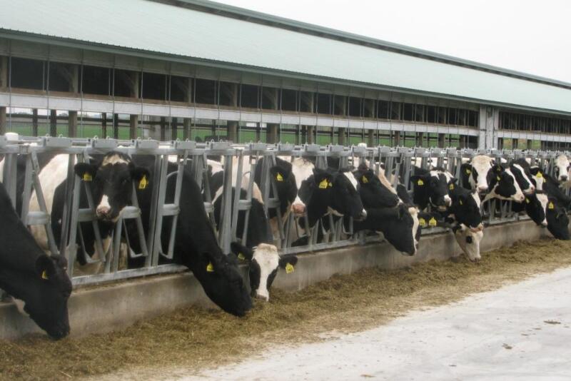 Modeling the Financial Impact of the Replacement Program - Dairy Herd ...