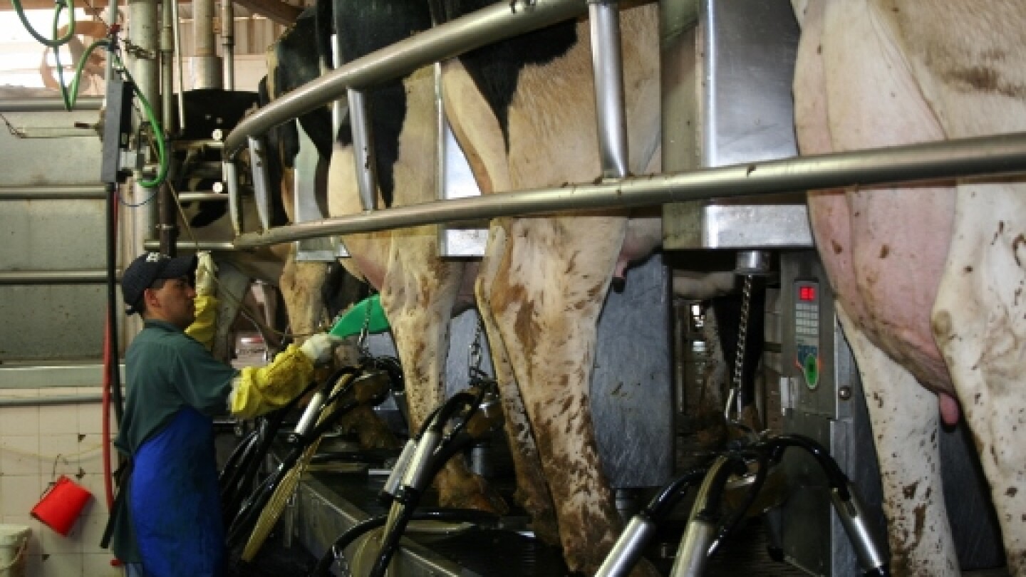 British Consortium Developing Rapid Mastitis Test - Dairy Herd