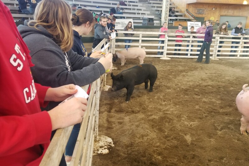 Swine Judging Contests Provide More Than Meets the Eye
