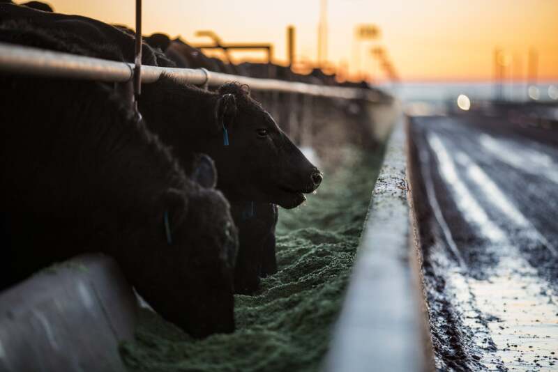 Increxxa Available for U.S. Cattle Producers