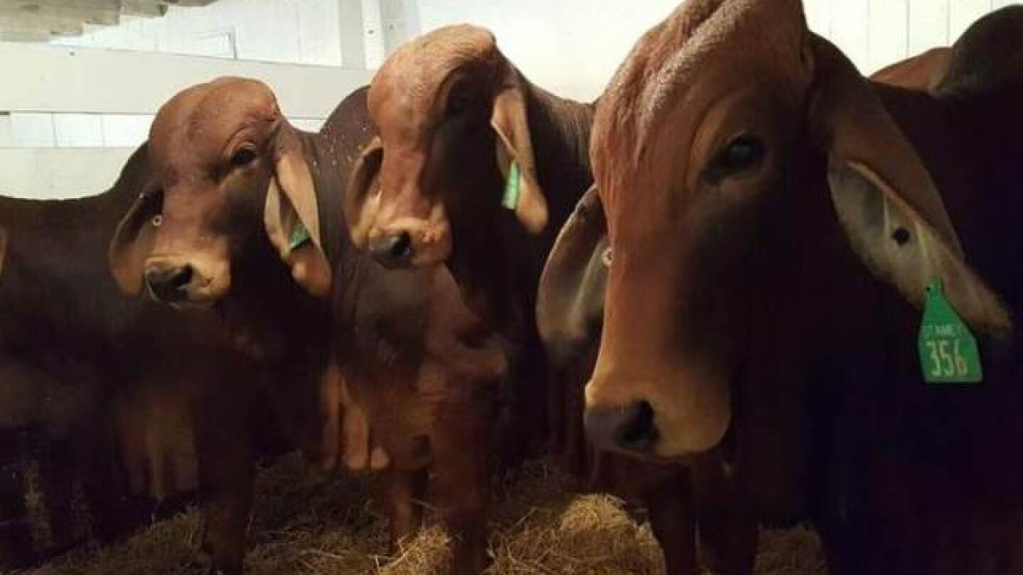 First U.S. Cattle to Vietnam Since 2001 - Drovers