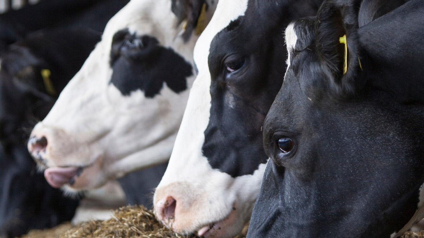 Futures Tumble on Human HPAI News in Texas - Drovers