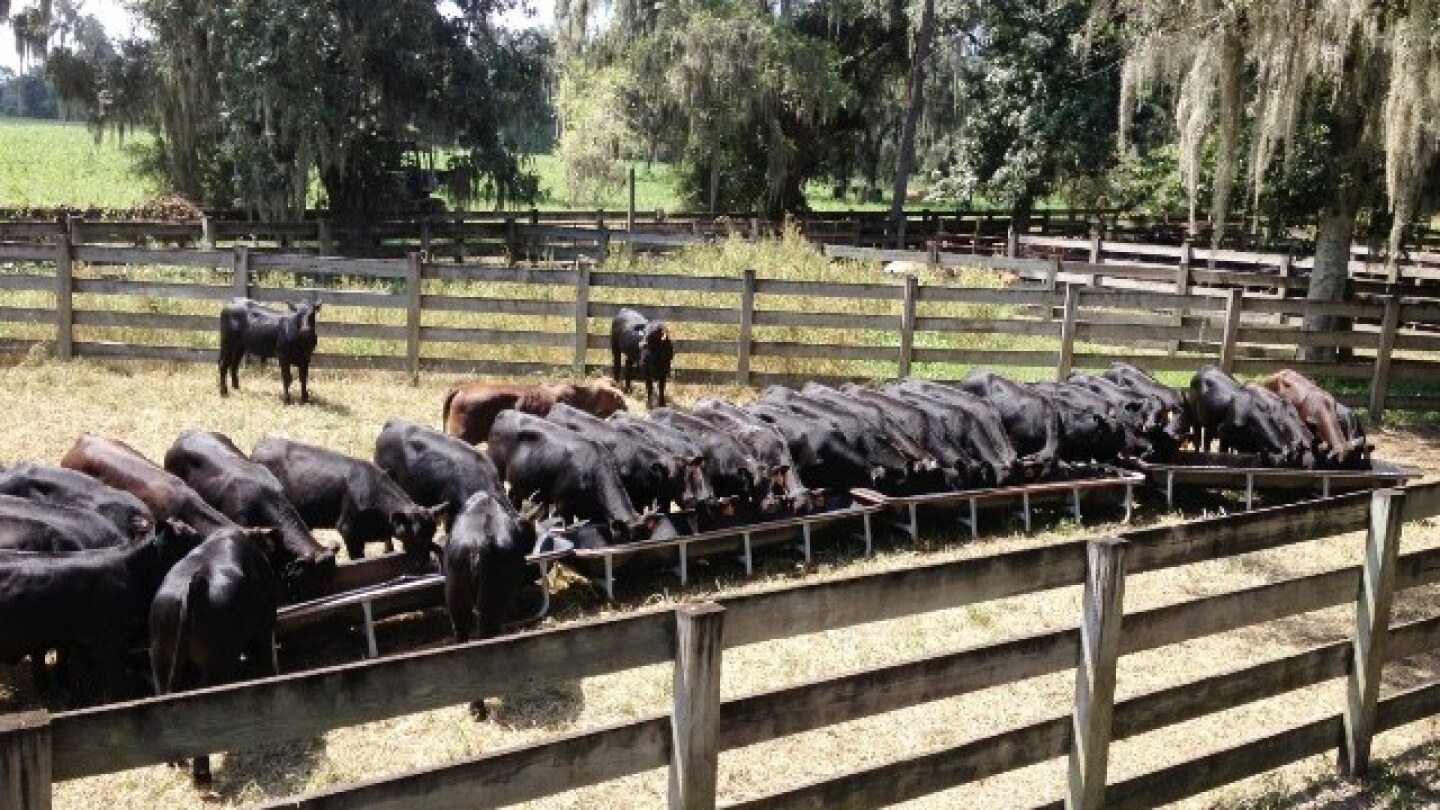 Opportunities for Growing Cattle on Self-Fed Rations - Drovers