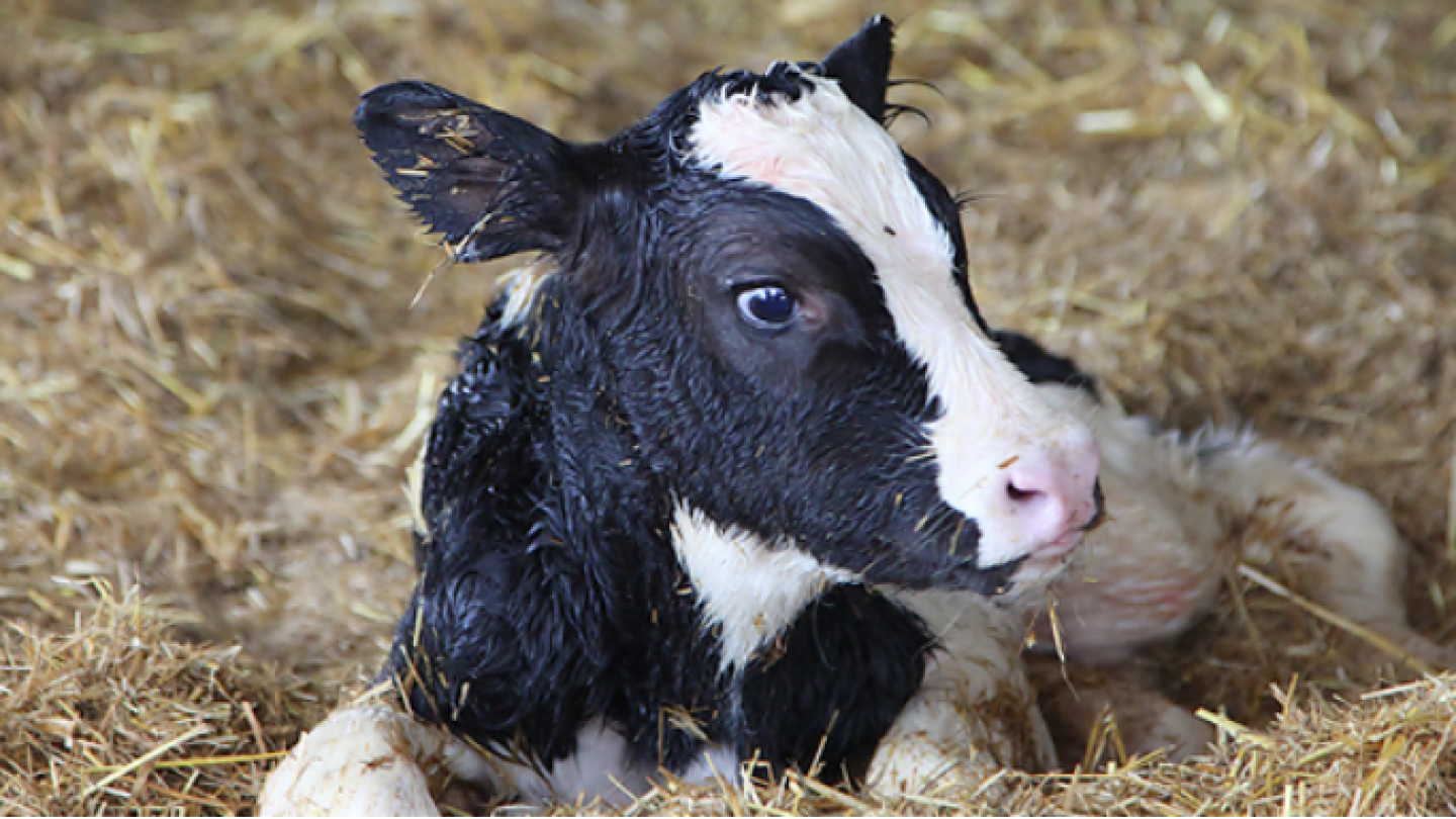 Calf-Raising Success is All in the Details - Bovine Vet