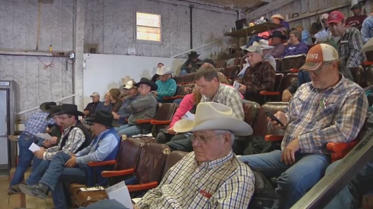 Money On The Table: Top 9 Factors That Influence Cattle Price on Sale ...