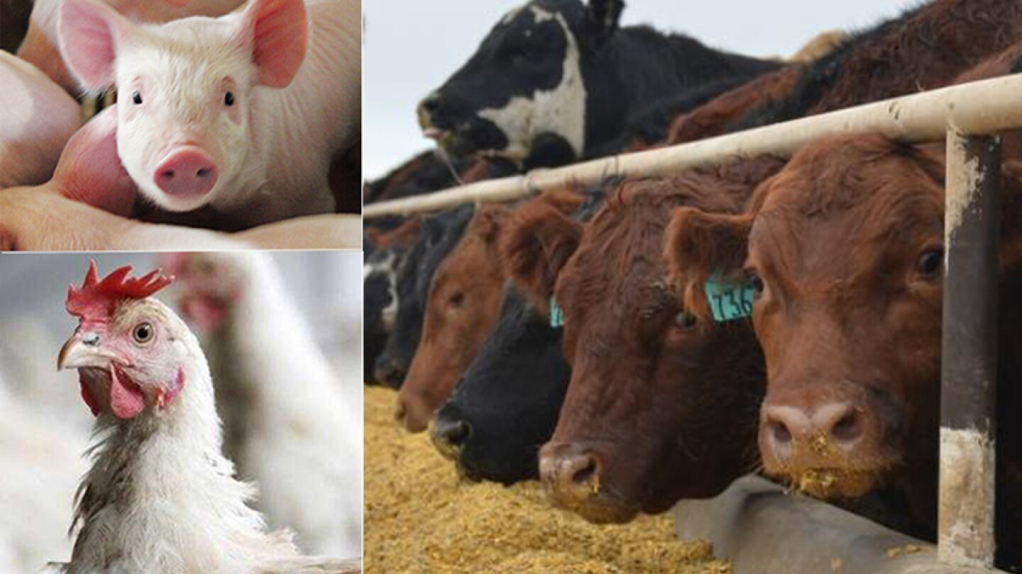 The National Institute for Animal Agriculture Launches Sustainability ...