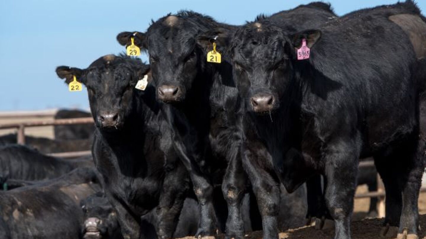 What's a Good Bull Worth in 2024? - Drovers