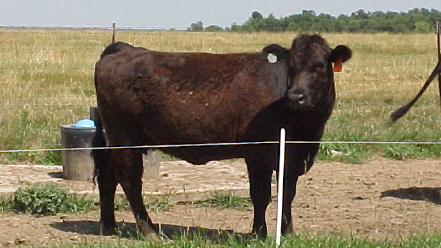 Early Shedding Cows Produce Heavier Calves at Weaning - Drovers
