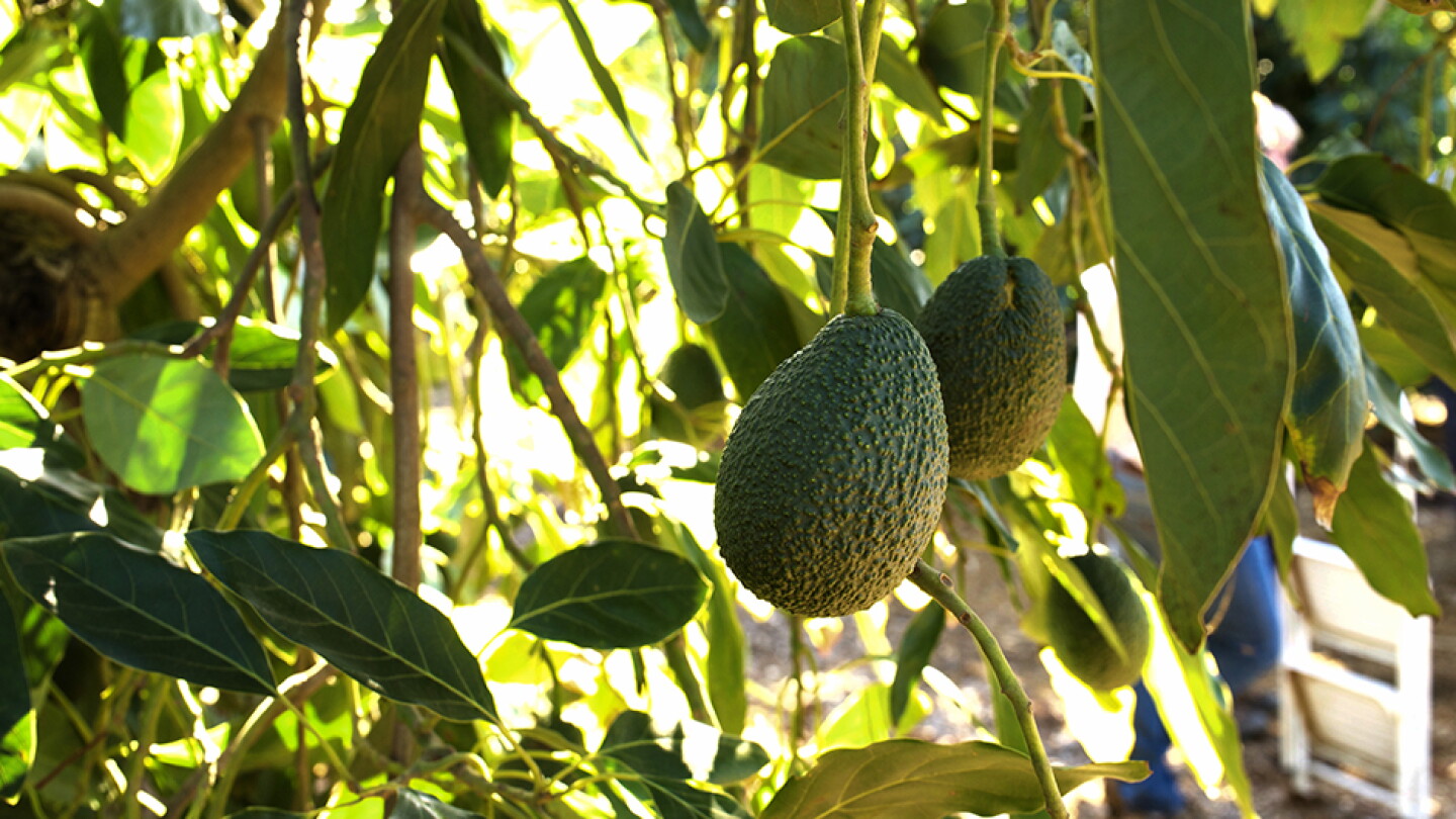 FDA releases pepper, avocado test program results - The Packer