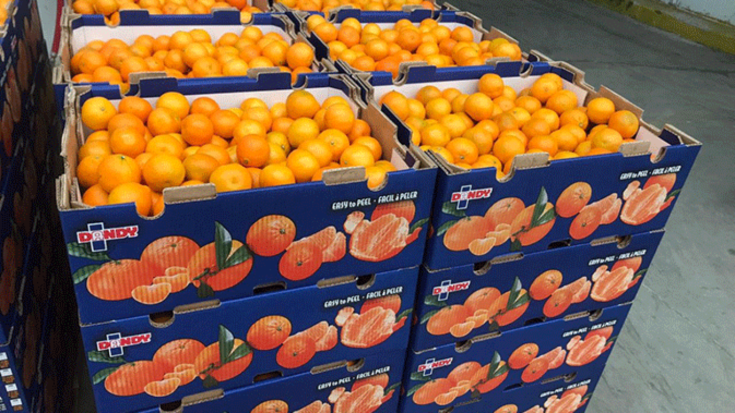 Duda’s Southern Hemisphere citrus season begins - The Packer - Fruit ...