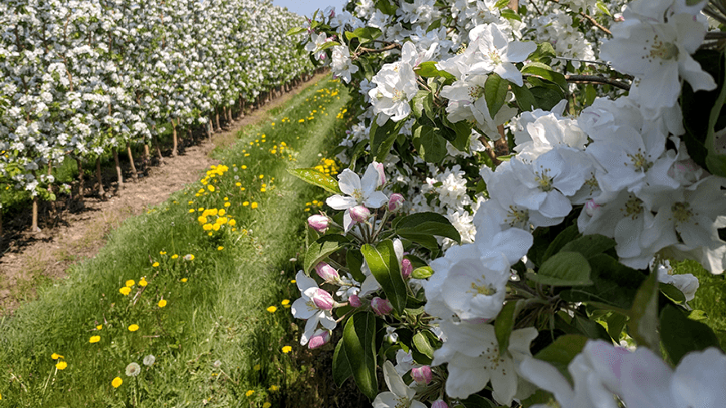 New York apple growers optimistic after good bloom - The Packer