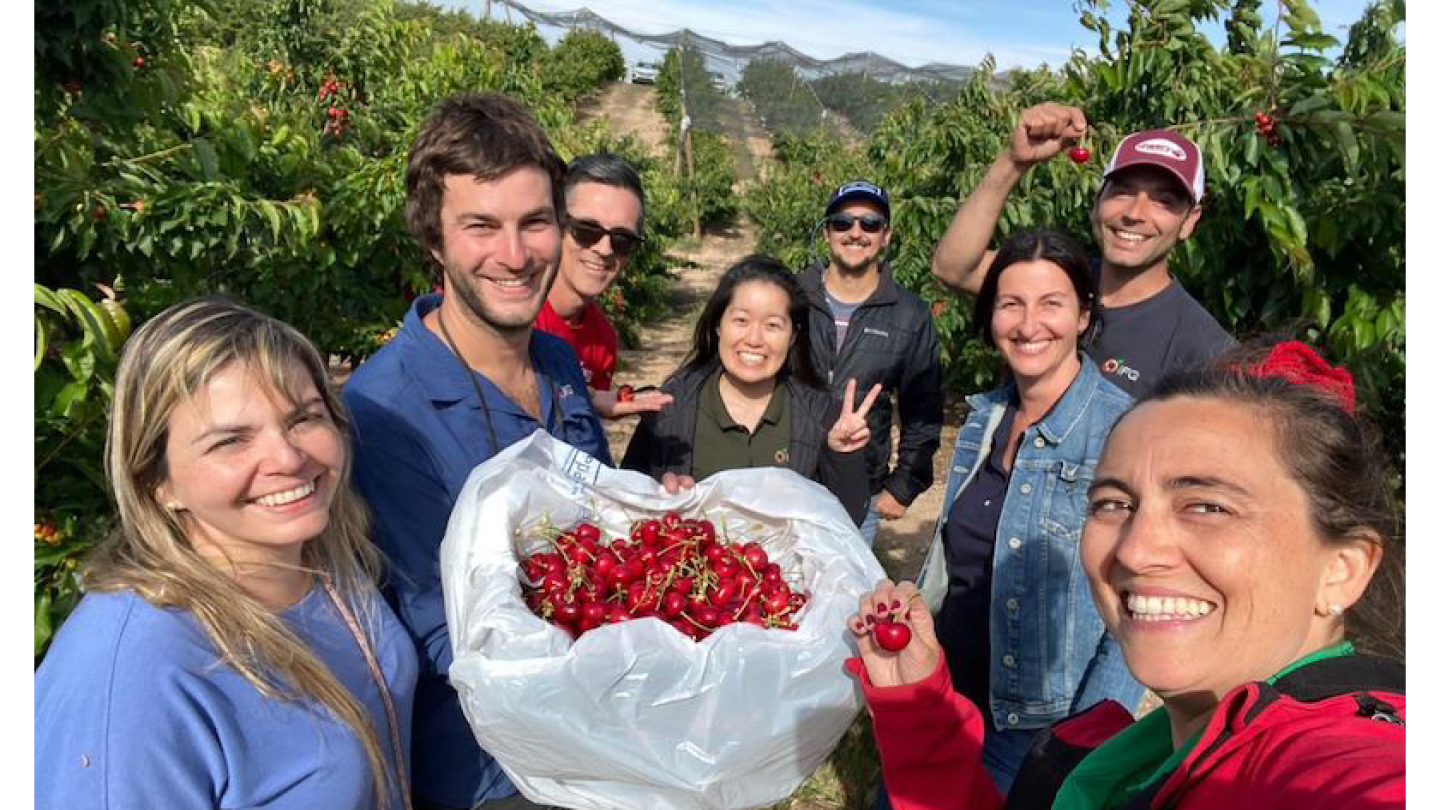 European IFG Cherry Field Day showcases the success of low-chill cherry ...