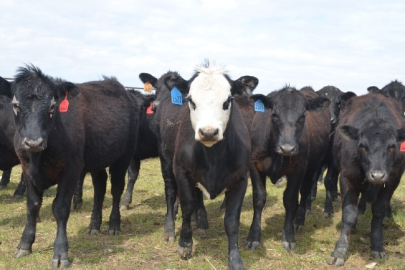 K-State Beef Stocker Field Day Scheduled for Sept. 28