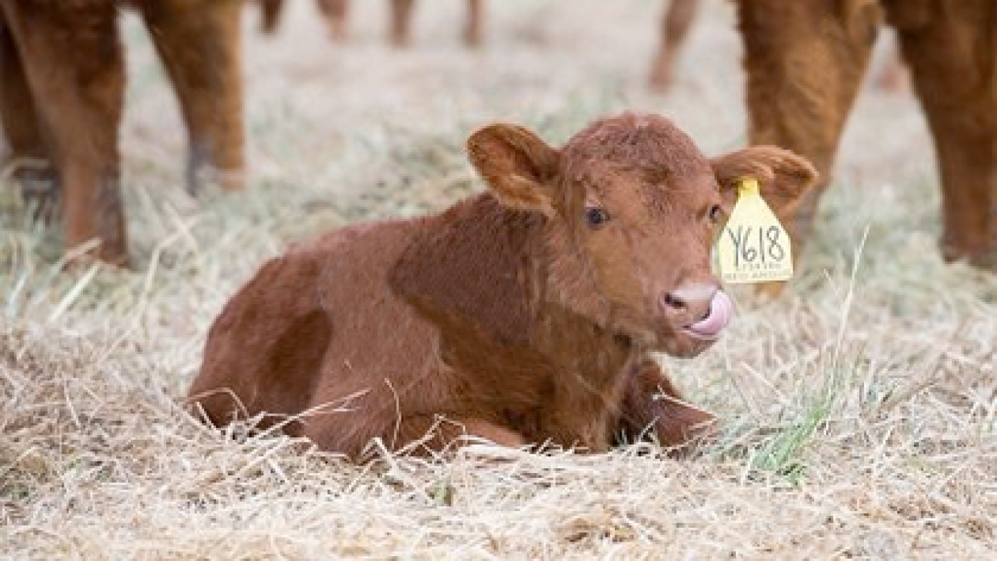 Calf Scours: Causes, Signs, Prevention, and Management - Drovers