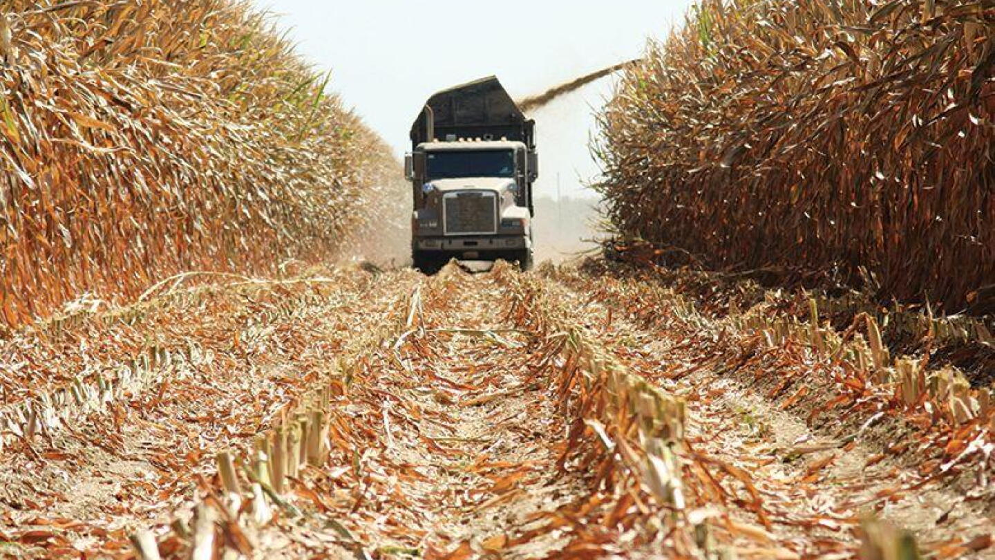 Life After BMR: How Dairy Farmers Can Rethink Corn Silage - Dairy Herd