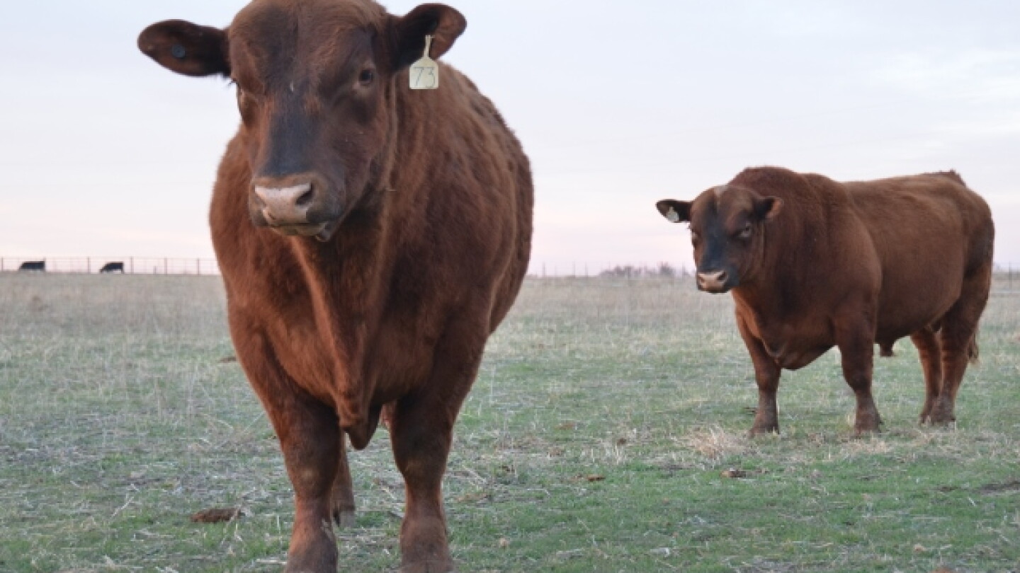 Bull to Female Ratios: Prepare for Breeding Season - Drovers