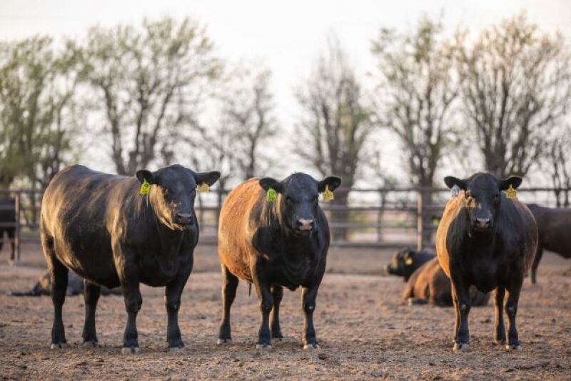 Elanco Advances A Four-Pillar Livestock Sustainability Strategy