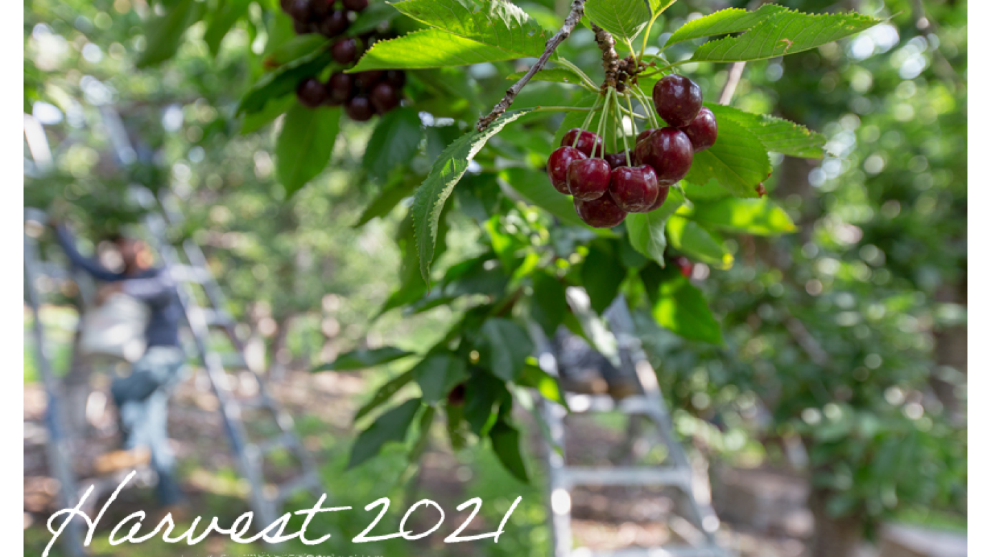 Cool weather slows the speed of the Northwest cherry harvest - The Packer