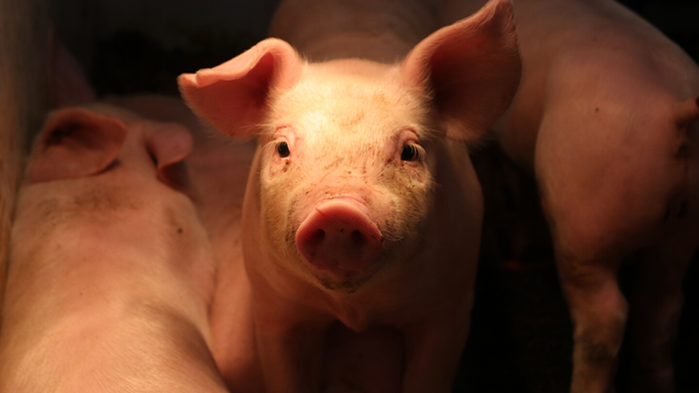 Dying Navy Veteran Receives Pig Heart Transplant - The Scoop - Ag ...