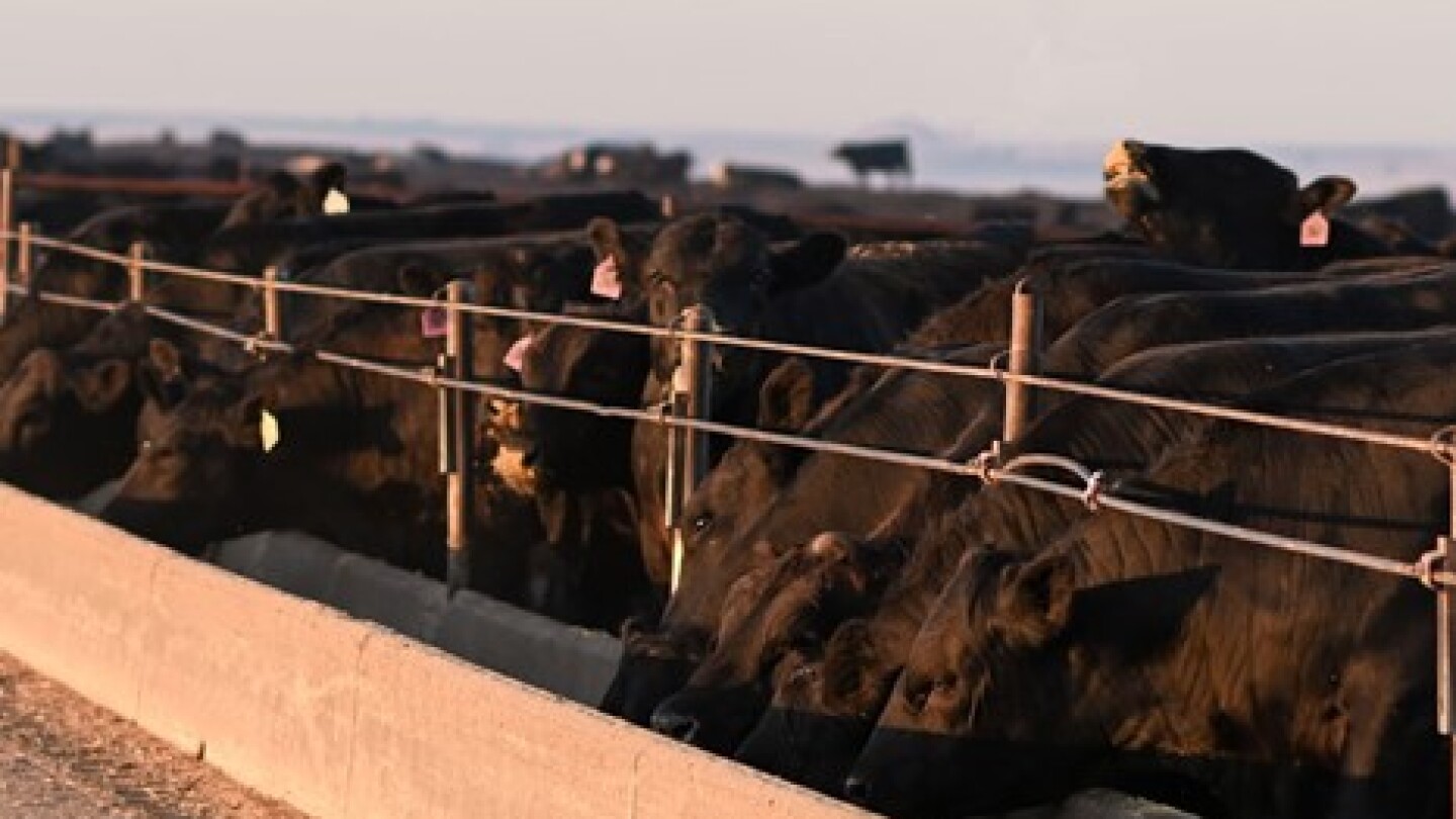 Premium Beef, Premium Production - Drovers