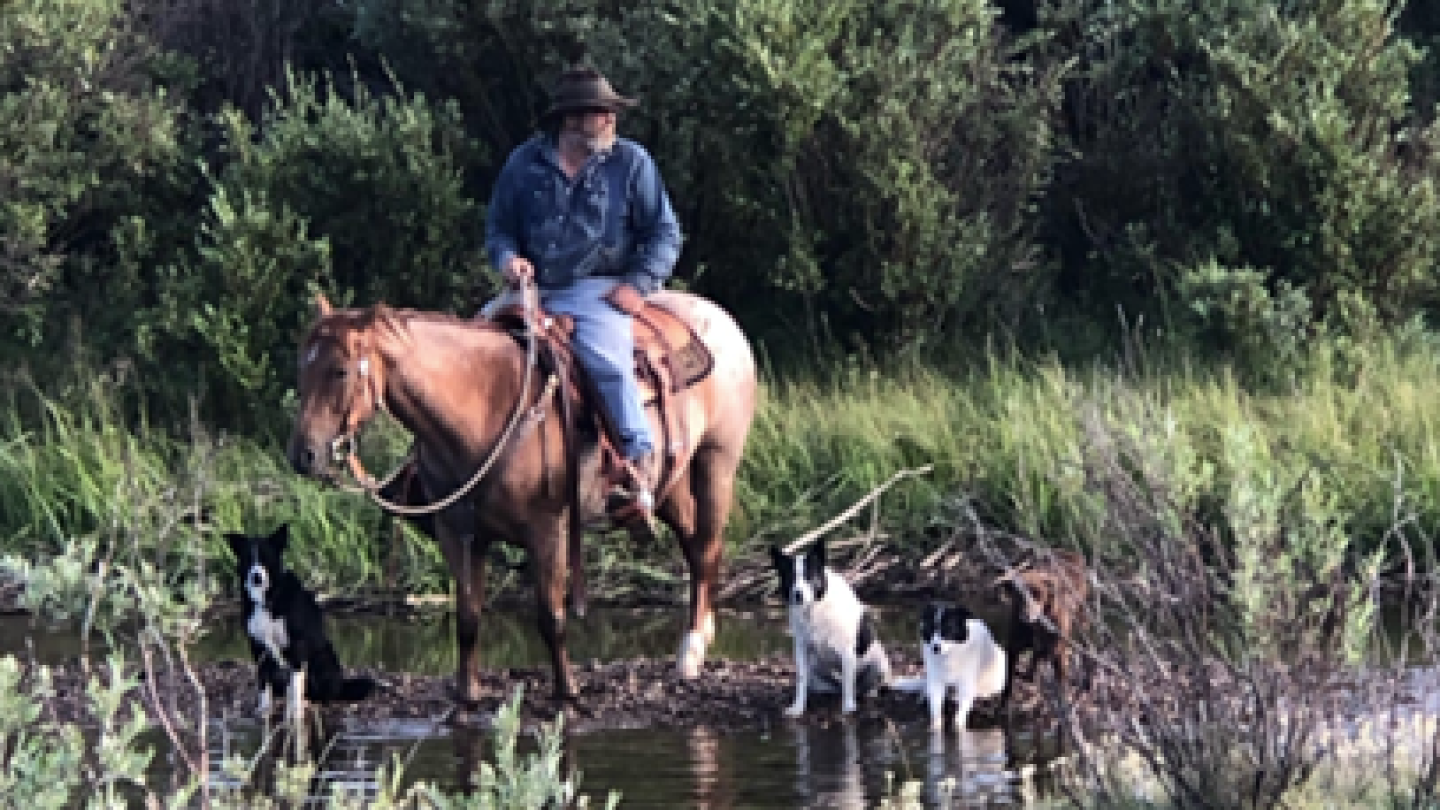 Wolves Kill 'Cisco,' Colorado Working Ranch Dog - Drovers