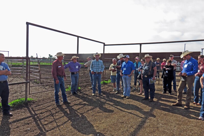 The “Bud Box” and Double Alley Design for Cattle Pens - Drovers