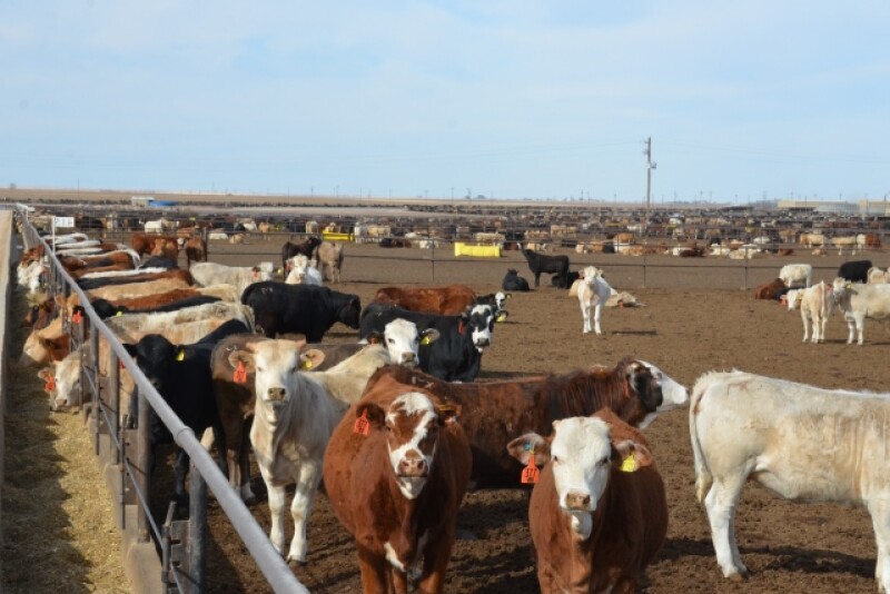 R-CALF Offers ‘Corrective Actions’ For Cattle Markets - Drovers